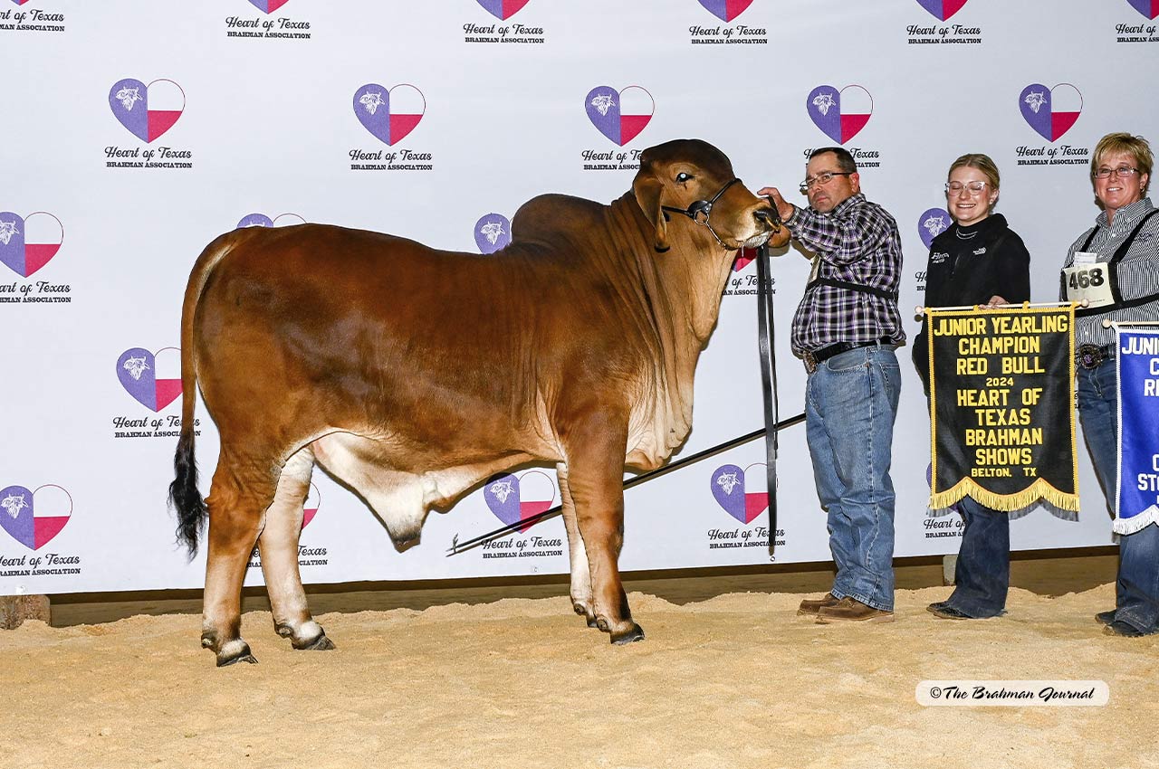 2024 ABBA WINTER CLASSIC – Herzog Cattle