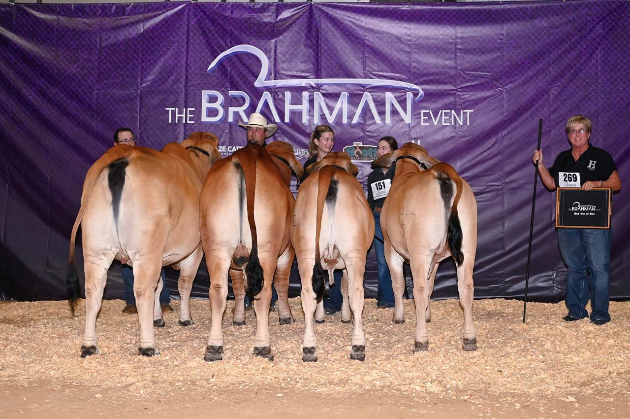 2024 THE BRAHMAN EVENT – Herzog Cattle
