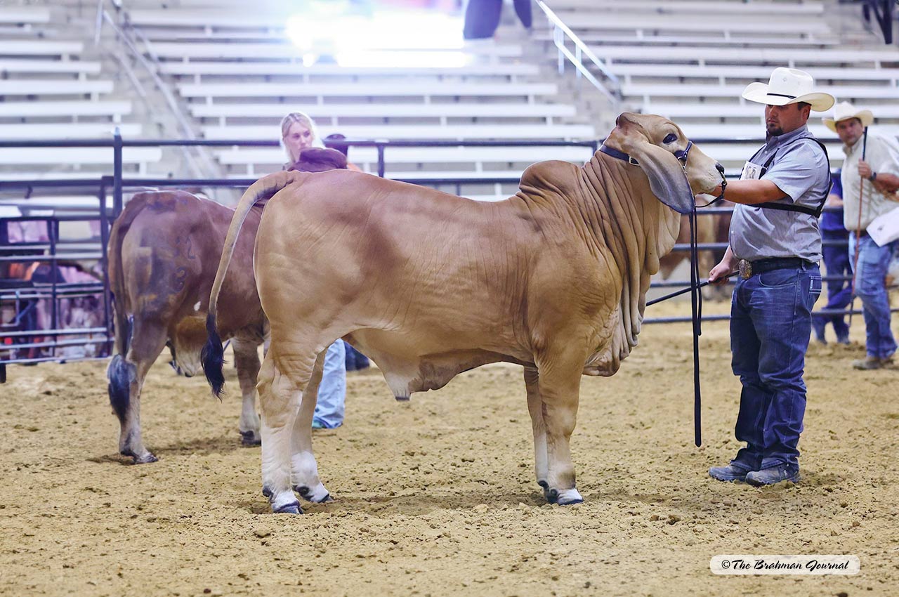 2024 THE BRAHMAN EVENT – Herzog Cattle